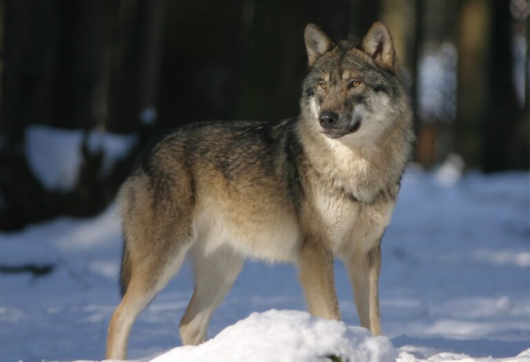 What Colors Can Wolves Be? | 5 Wolf Colors - EXOtella