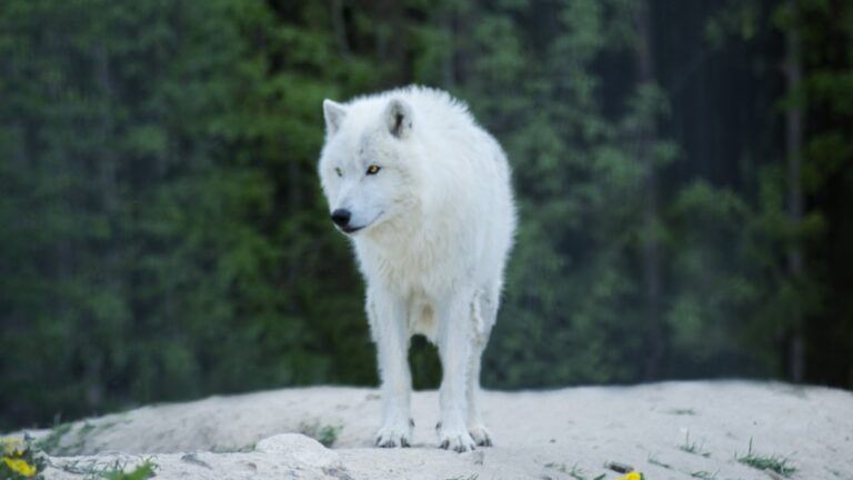 What Colors Can Wolves Be? | 5 Wolf Colors - EXOtella