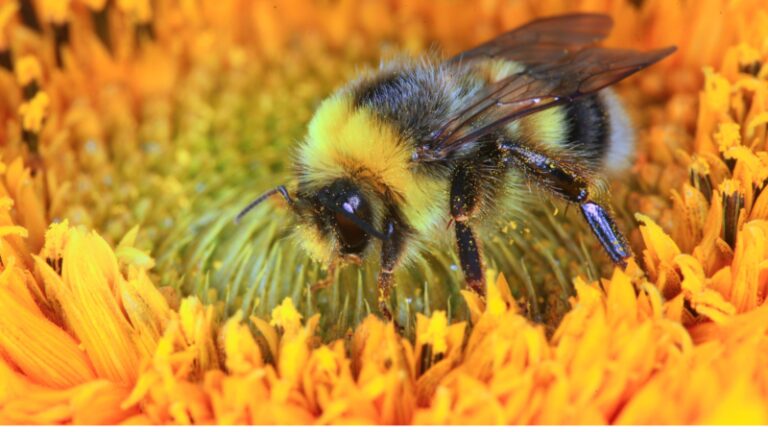 What Purpose Do Bumble Bees Serve? | Information and Facts - EXOtella