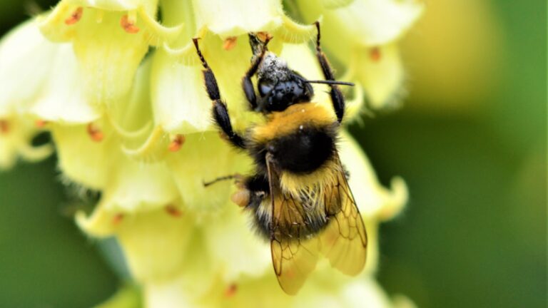 What Purpose Do Bumble Bees Serve? | Information and Facts - EXOtella