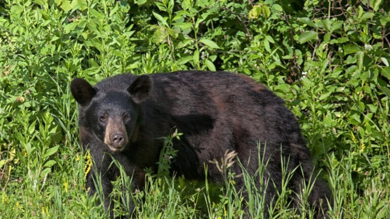 25 Examples of Omnivores with Diverse and Fascinating Adaptations ...