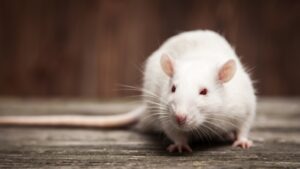Do Mice Have Bones? | All You Need to Know! - EXOtella