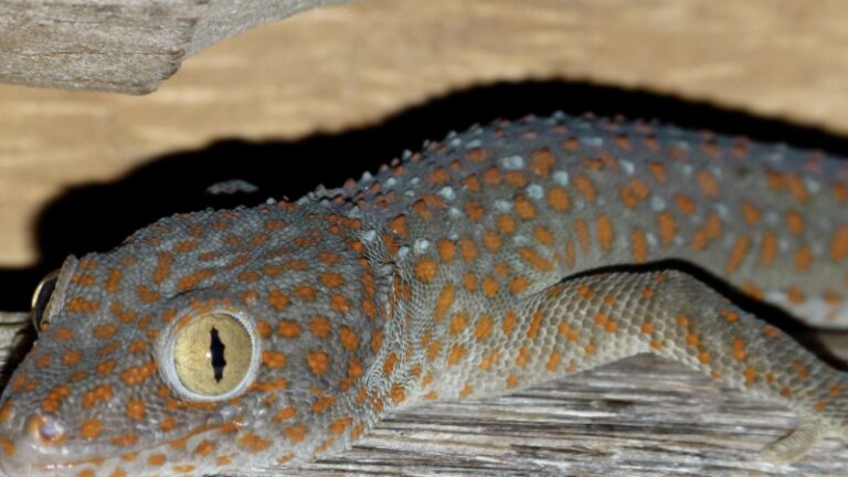 What Are Common Gecko Names | Creative and Cute Name Suggestions - EXOtella