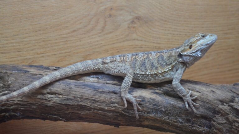 25 Examples of Omnivores with Diverse and Fascinating Adaptations ...