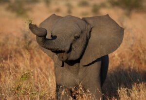 Best Baby Elephant Names | Cute And Funny - EXOtella
