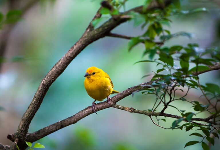 Best Yellow Bird Names | Cute and Cool - EXOtella