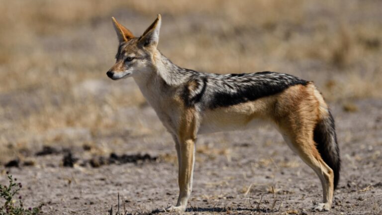 25 Examples of Omnivores with Diverse and Fascinating Adaptations ...