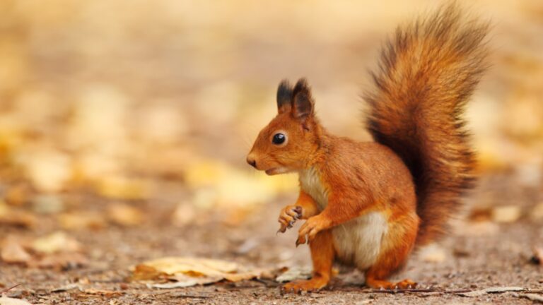 How Much Does a Pet Squirrel Cost | Expenses and Considerations for ...