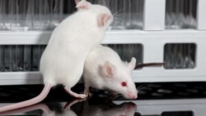 Do Mice Have Bones? | All You Need to Know! - EXOtella
