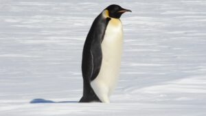 Do Penguins Really Have Teeth? | Important Facts - EXOtella