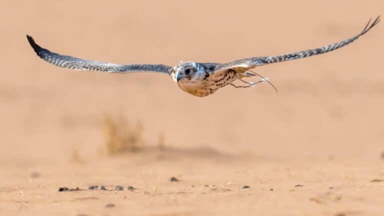 How Much Does a Falcon Cost | Factors and Considerations for Ownership ...