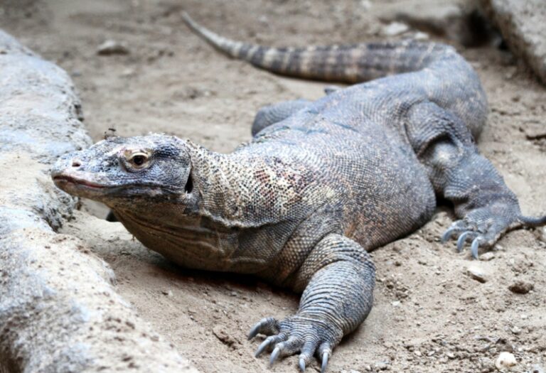 Can You Have a Komodo Dragon as a Pet | Legal and Practical ...