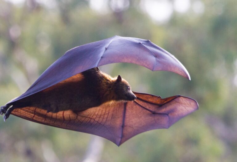 Cute and Funny Pet Bat Names | Inspiration for Naming Your Furry Friend ...