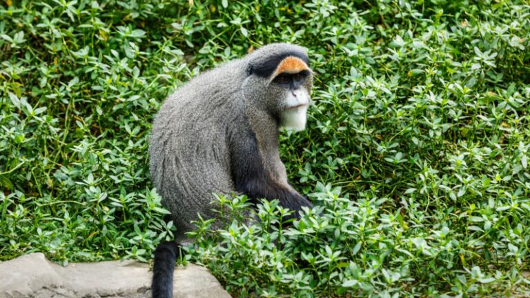 25 Examples of Omnivores with Diverse and Fascinating Adaptations ...