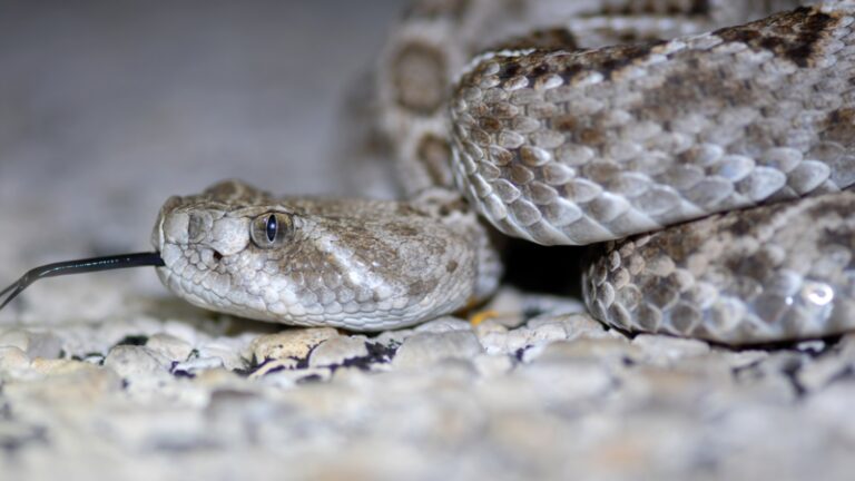 9 Snakes That Look Like Copperheads | Venomous and Non-Venomous Species ...