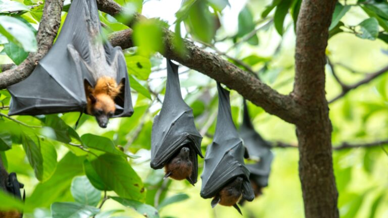 Cute and Funny Pet Bat Names | Inspiration for Naming Your Furry Friend ...