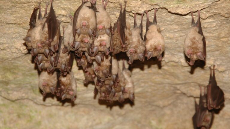 Cute and Funny Pet Bat Names | Inspiration for Naming Your Furry Friend ...