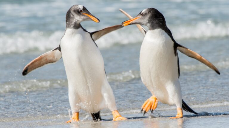 Do Penguins Really Have Teeth? | Important Facts - EXOtella