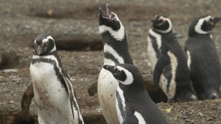 Do Penguins Really Have Teeth? | Important Facts - EXOtella