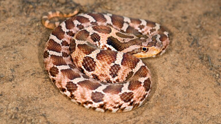 9 Snakes That Look Like Copperheads | Venomous and Non-Venomous Species ...