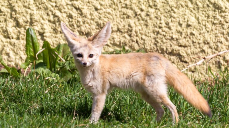 25 Examples of Omnivores with Diverse and Fascinating Adaptations ...