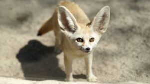 How to Identify Fox Footprints | Tips and Fascinating Insights - EXOtella