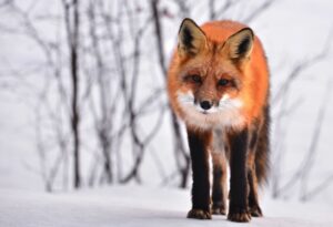 Fox Characteristics | All You Need to Know! - EXOtella