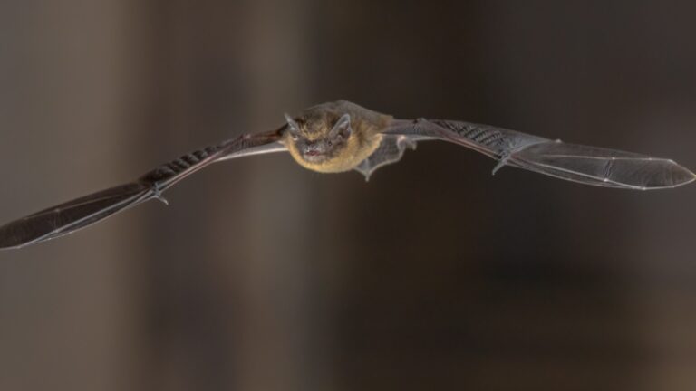 Cute and Funny Pet Bat Names | Inspiration for Naming Your Furry Friend ...