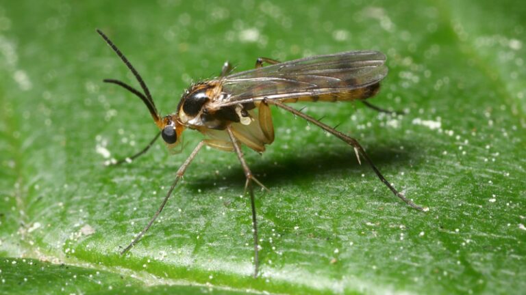 What Causes Gnats to Be In Your House? | Information and Facts - EXOtella