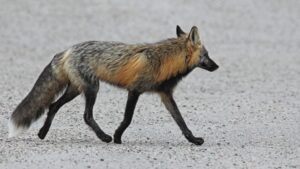 How to Identify Fox Footprints | Tips and Fascinating Insights - EXOtella