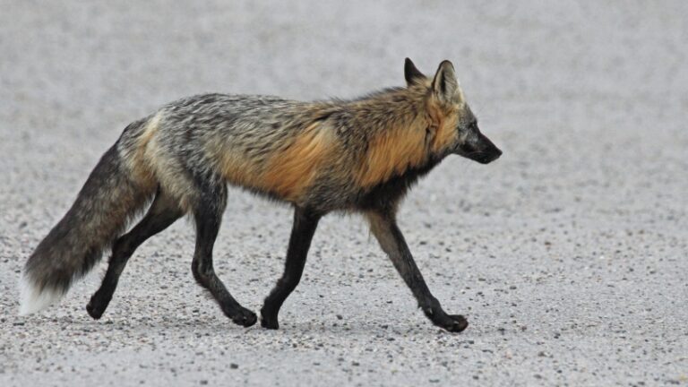 How to Identify Fox Footprints | Tips and Fascinating Insights - EXOtella