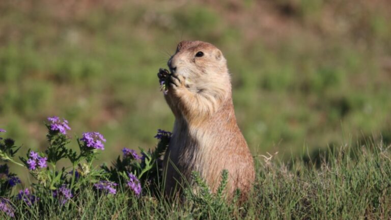 25 Examples of Omnivores with Diverse and Fascinating Adaptations ...