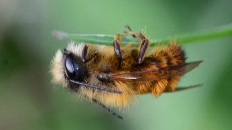 Do Bees Sleep | Insights into the Sleeping Habits of Bees - EXOtella