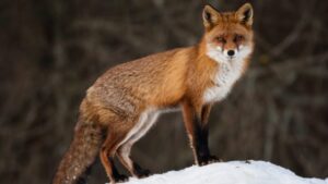 How to Identify Fox Footprints | Tips and Fascinating Insights - EXOtella