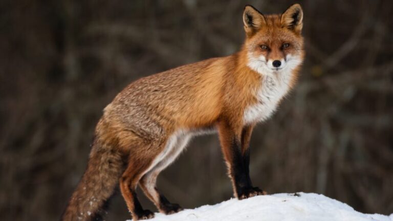 How to Identify Fox Footprints | Tips and Fascinating Insights - EXOtella
