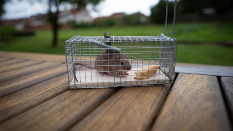 Do Mice Have Bones? | All You Need to Know! - EXOtella