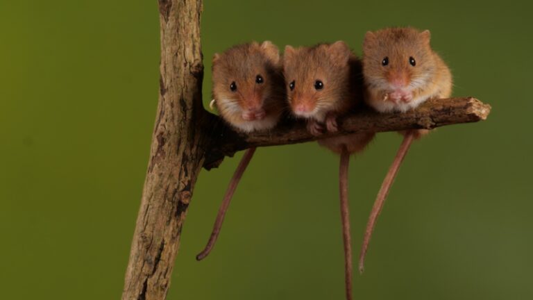 Mice Noises | Types and Identification Tips - EXOtella