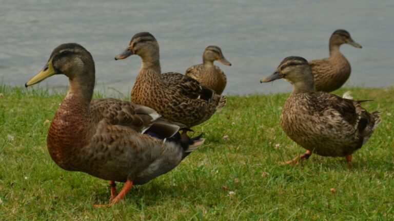 Cute and Hilarious Duck Names: Ultimate Name for Your Feathered Pal ...