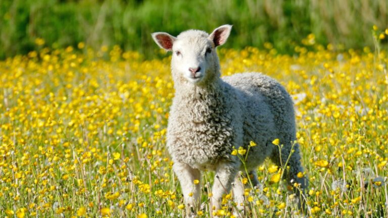 Why Do People Eat Lamb and Not Sheep? Exploring Culinary Preferences ...