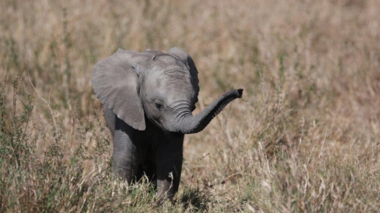 Best Baby Elephant Names | Cute And Funny - EXOtella