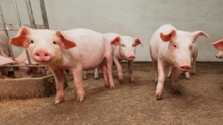 25 Examples of Omnivores with Diverse and Fascinating Adaptations ...