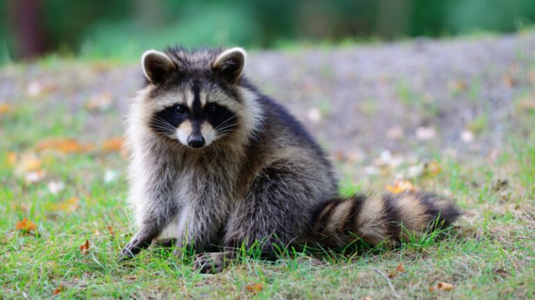 25 Examples of Omnivores with Diverse and Fascinating Adaptations ...