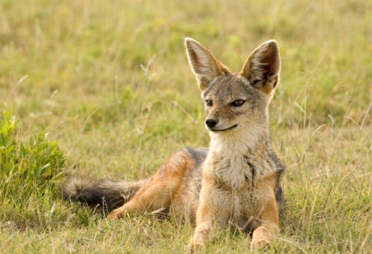 25 Examples of Omnivores with Diverse and Fascinating Adaptations ...