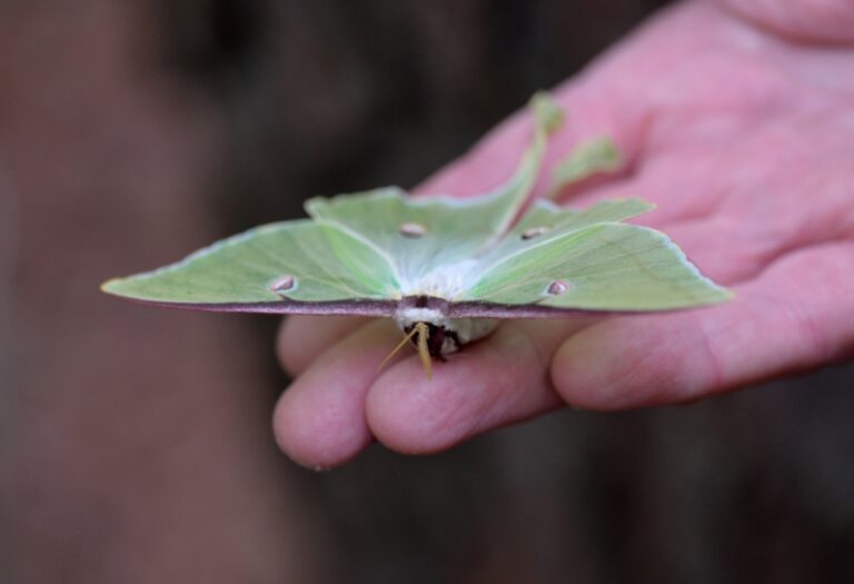 EXOtella - Exotic questions about exotic things simply answered!