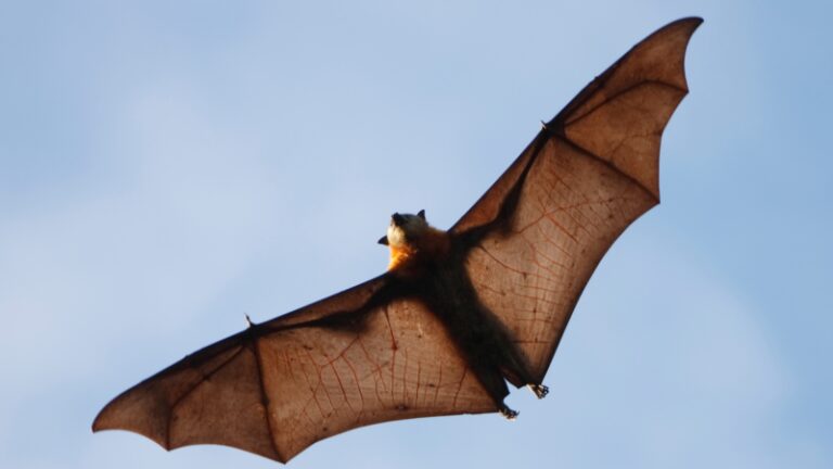 Cute and Funny Pet Bat Names | Inspiration for Naming Your Furry Friend ...