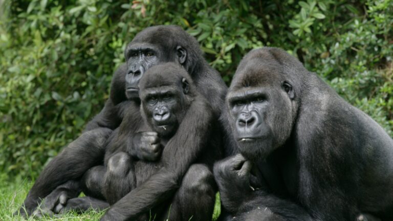 25 Examples of Omnivores with Diverse and Fascinating Adaptations ...