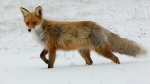 How to Identify Fox Footprints | Tips and Fascinating Insights - EXOtella