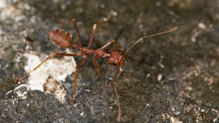 Ants Can Lift Up to 5,000 Times Their Own Body Weight | A Fact or a ...