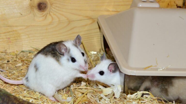 Mice Noises | Types and Identification Tips - EXOtella