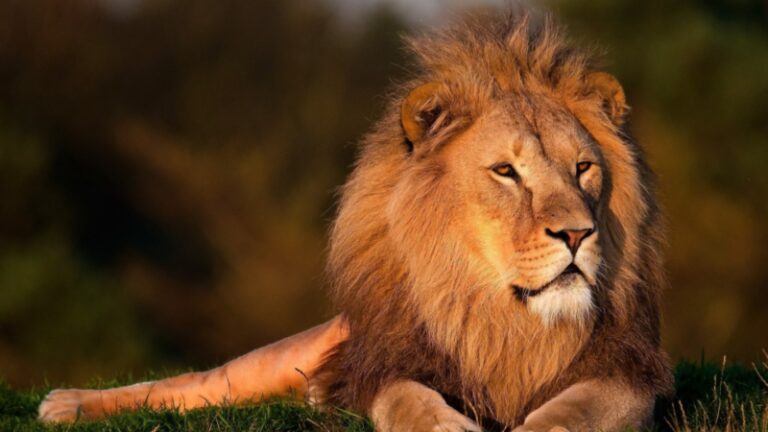 Awesome Lion Name Ideas | Cute and Famous - EXOtella